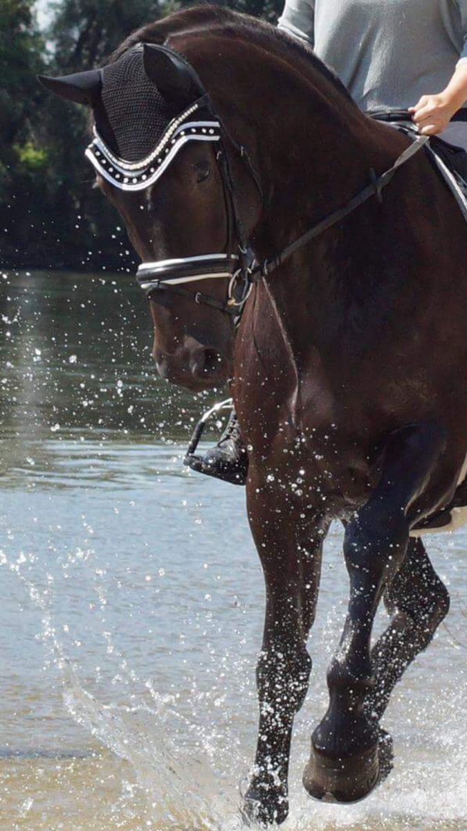 PFERD – www.glitzerpferd.de